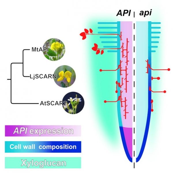 Developmental Modulation of Root Cell Wall Architecture - Mahidol ...