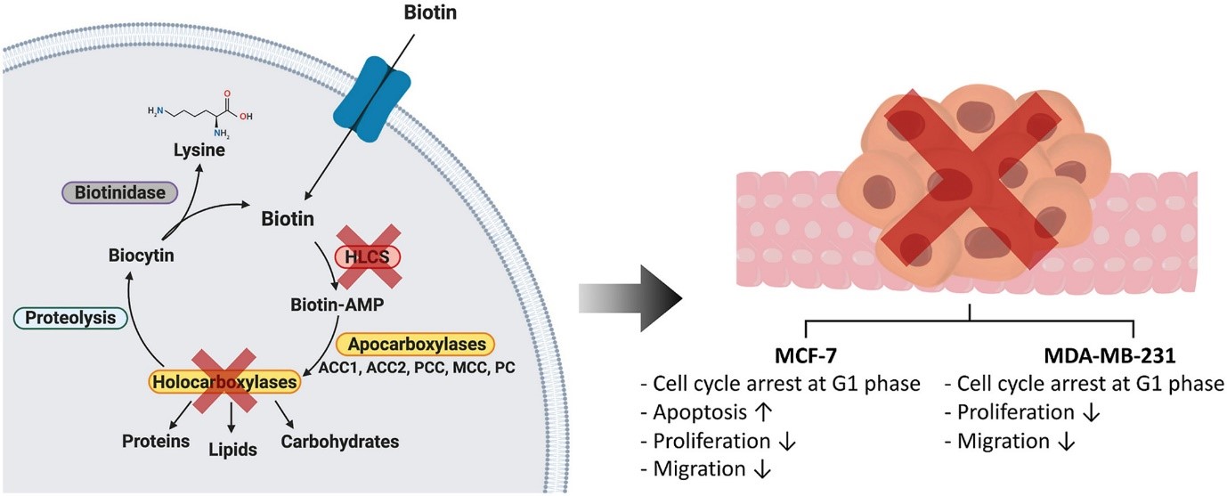 Differential growth inhibition, cell cycle arrest and apoptosis of MCF ...