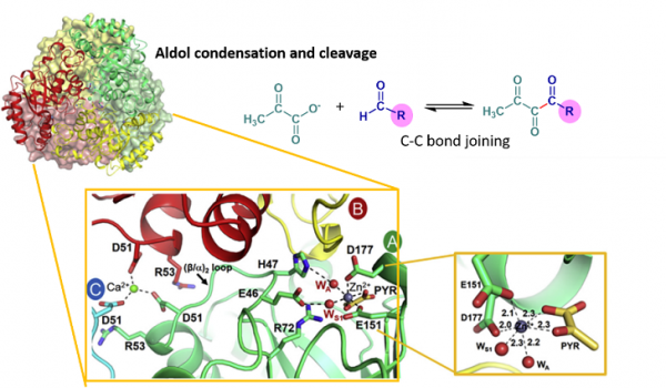 Catalytic and structural insights into a stereospecific and ...