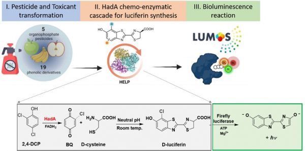 Luciferin synthesis and pesticide detection by luminescence enzymatic ...