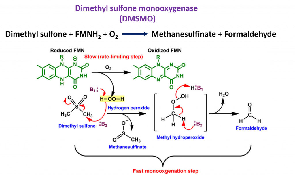 Biochemistry, Mahidol, Research, Ruchanok