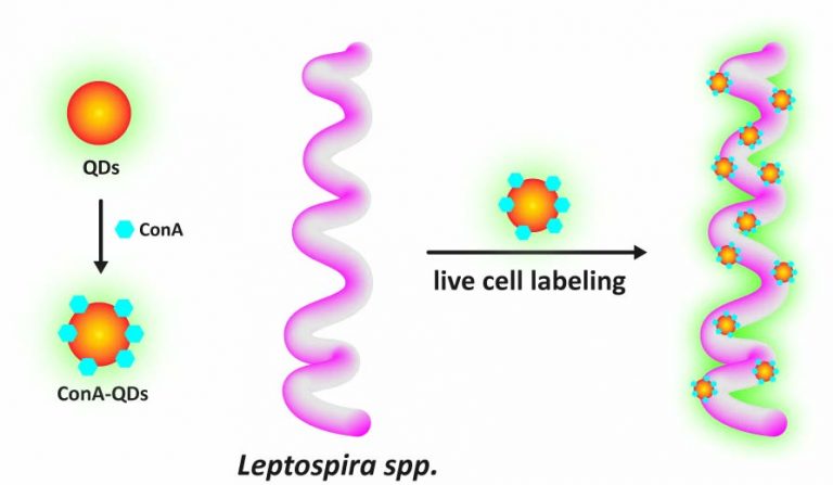 Quantum dots as a fluorescent labeling tool for live-cell imaging of ...