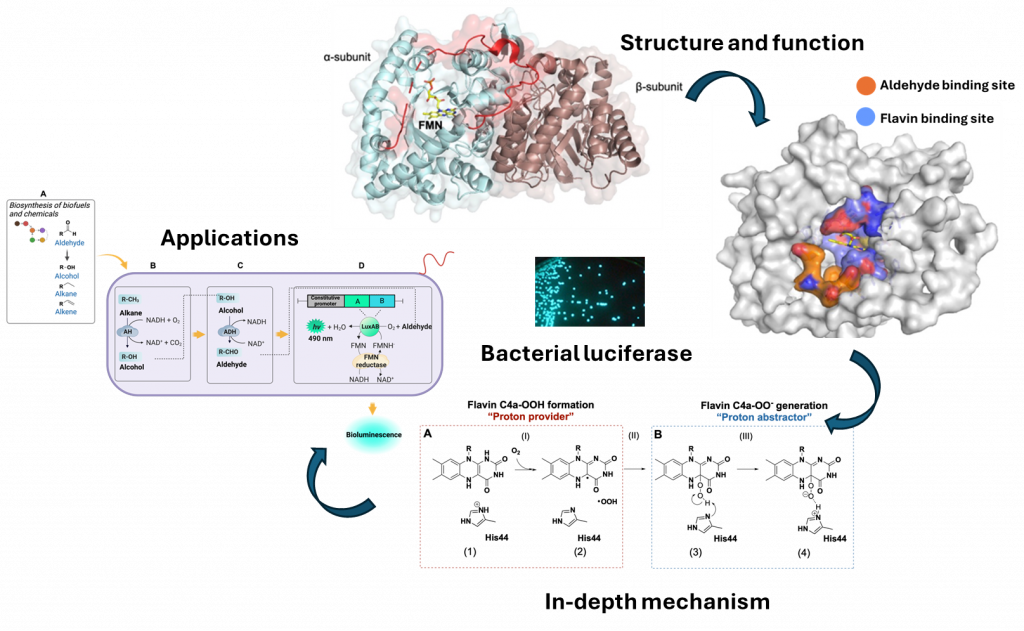 Mechanisms and applications of bacterial luciferase and its auxiliary ...